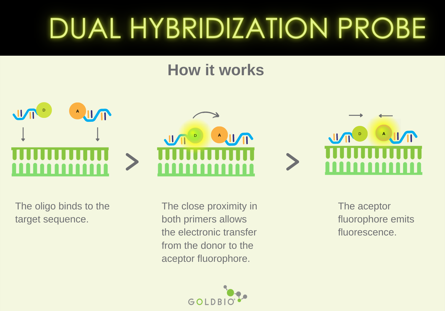 Overview Types Of PCR Probes GoldBio